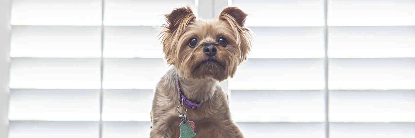 Pet-Friendly Window Treatments | Sunburst Shutters San Diego